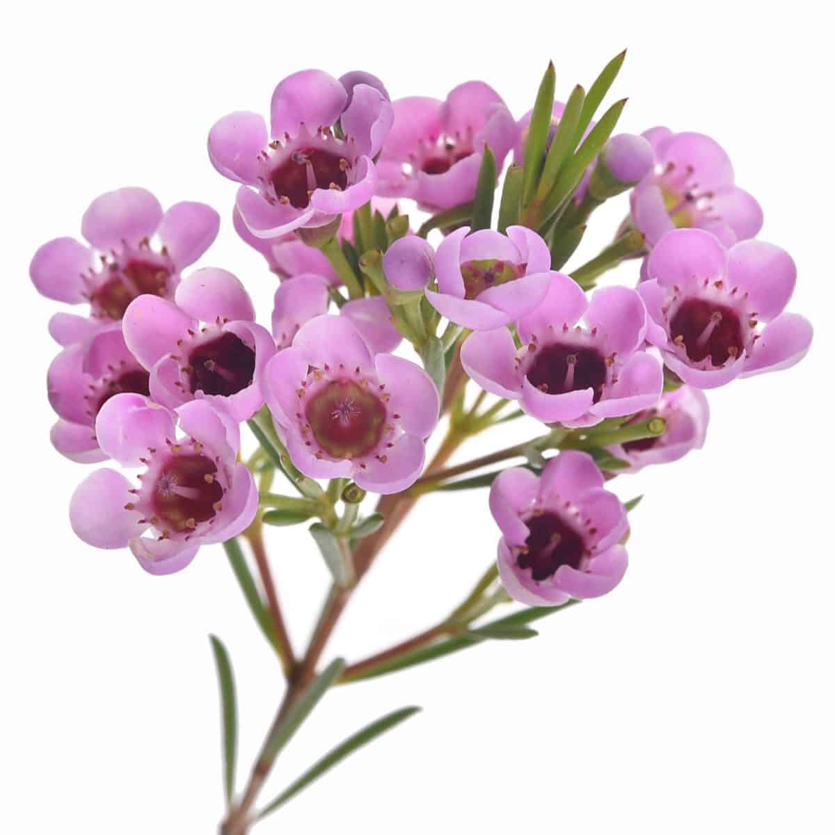 The Pastel Colors of Spring Flowers - Adrian Durban Florist